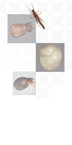 Lucid Keys | Campbell Island Invertebrate Key